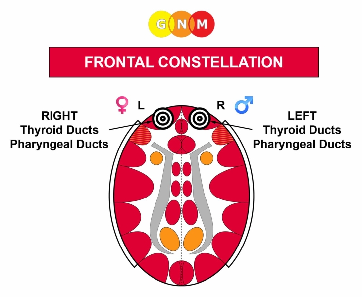 frontal_constellation